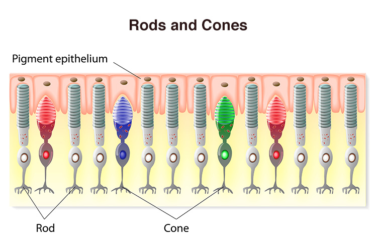 How Our Eyes Process Light - The First Step of Seeing